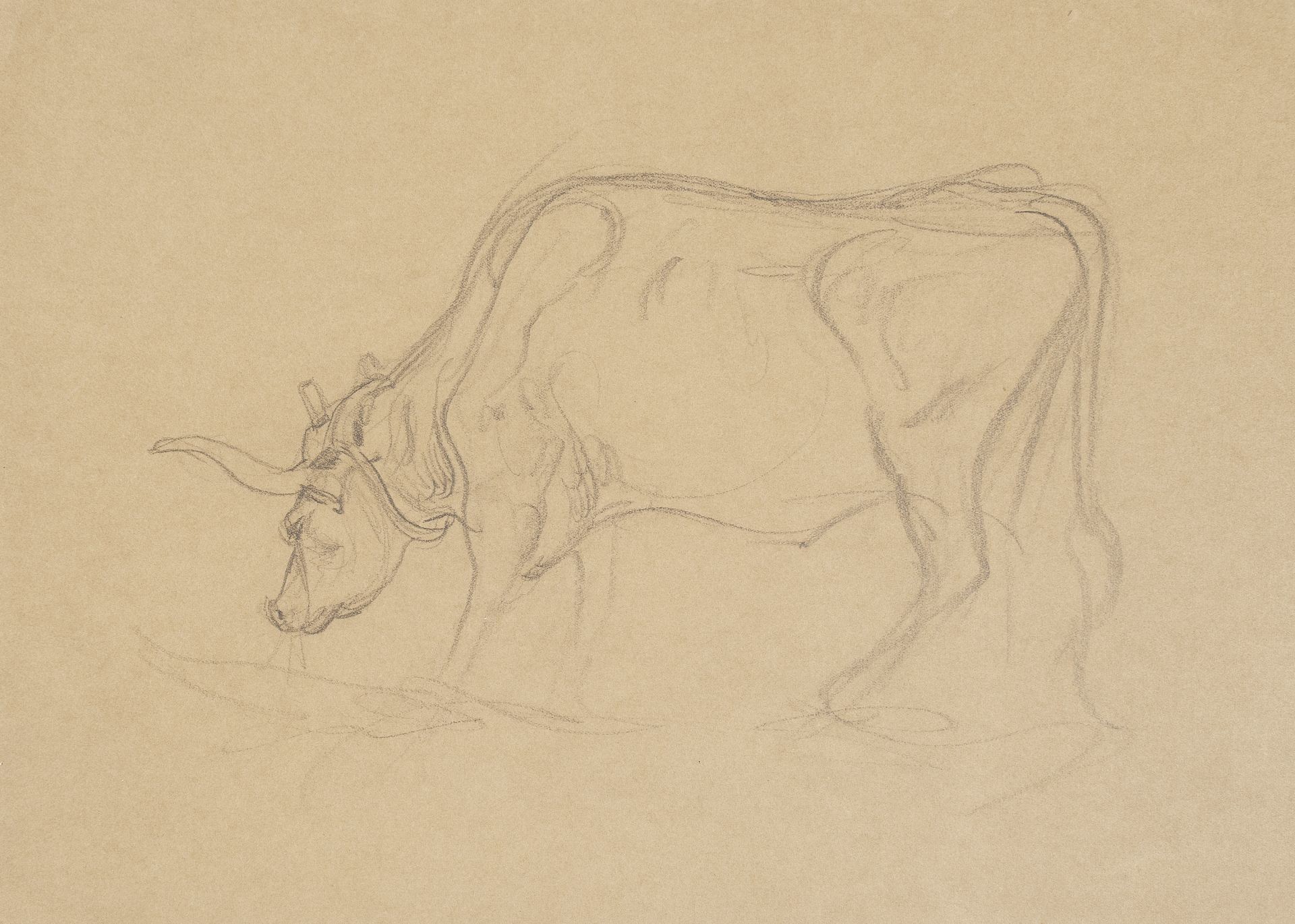 Study of a bull snorting - Woodmere Art Museum